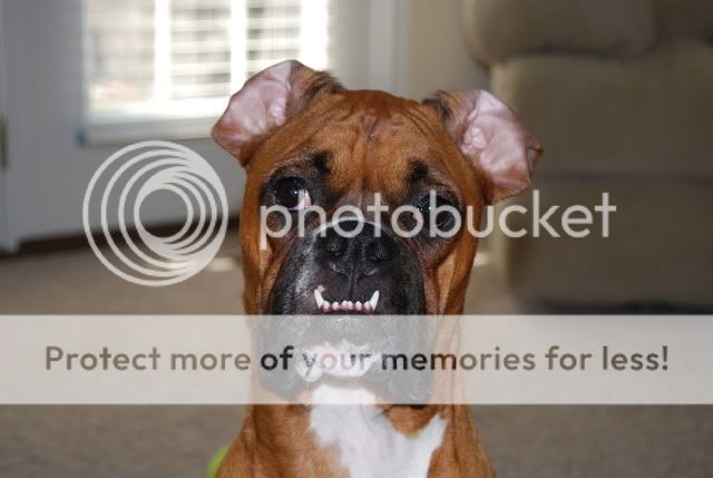 Boxer Mutt Wins!!!! | Page 2 | Boxer Breed Dog Forums
