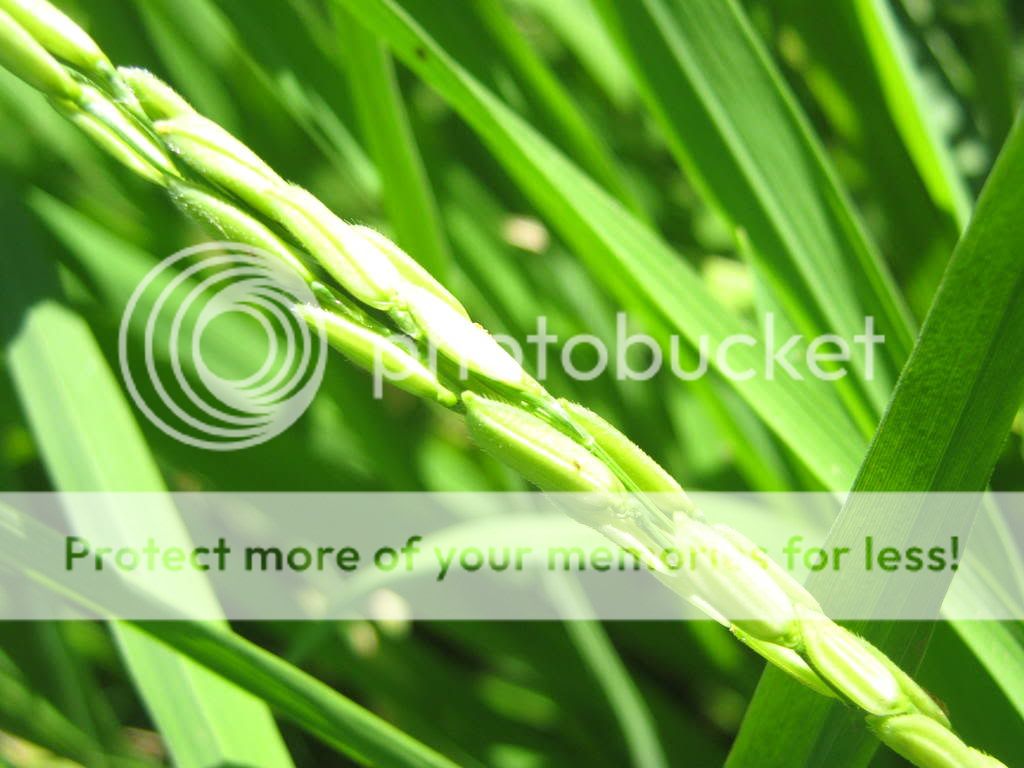 Uhay Ng Palay Pictures, Images & Photos | Photobucket