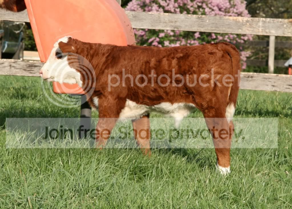 Pointy headed, hornless, paddock bull calf pics | CattleToday.com ...