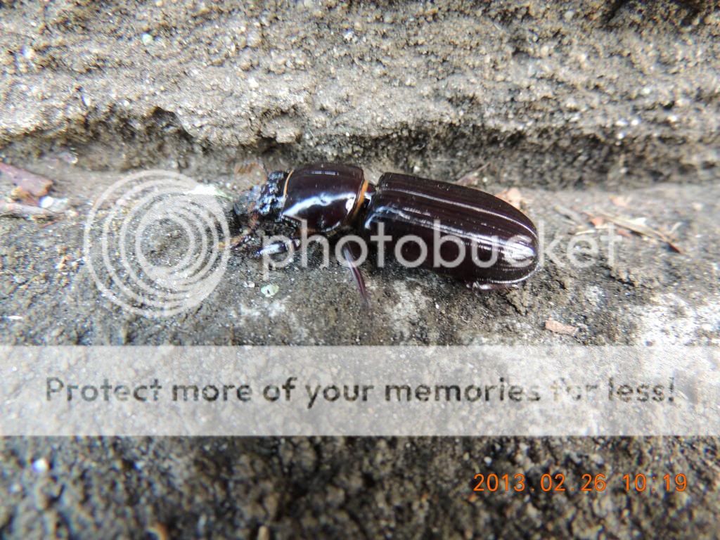 Bichos de Costa Rica | SkyscraperCity Forum